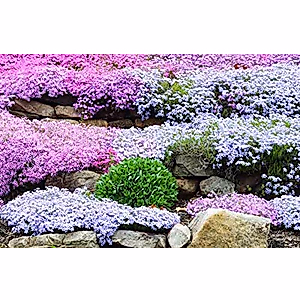 Mountain Phlox Flower Seeds, 1000+ Flower Seeds Per Packet, Non GMO & Heirloom Seeds, (Isla's Garden Seeds), Scientific Name: Phlox stansburyi