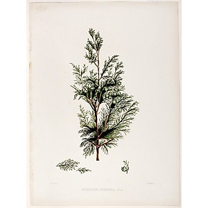 Cupressus tortulosa (Kashmir Cyrpess)