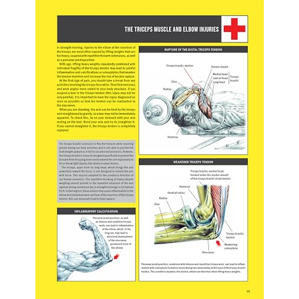 Strength Training Anatomy