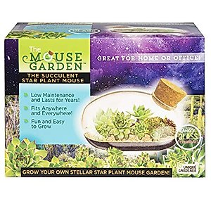 Grow Your Own Succulent Star Plant Mouse with Our Glass Terrarium Kit - Fun and Easy to Grow - Plant A Mouse Garden That Will Last for Years - Great for Home Or Office