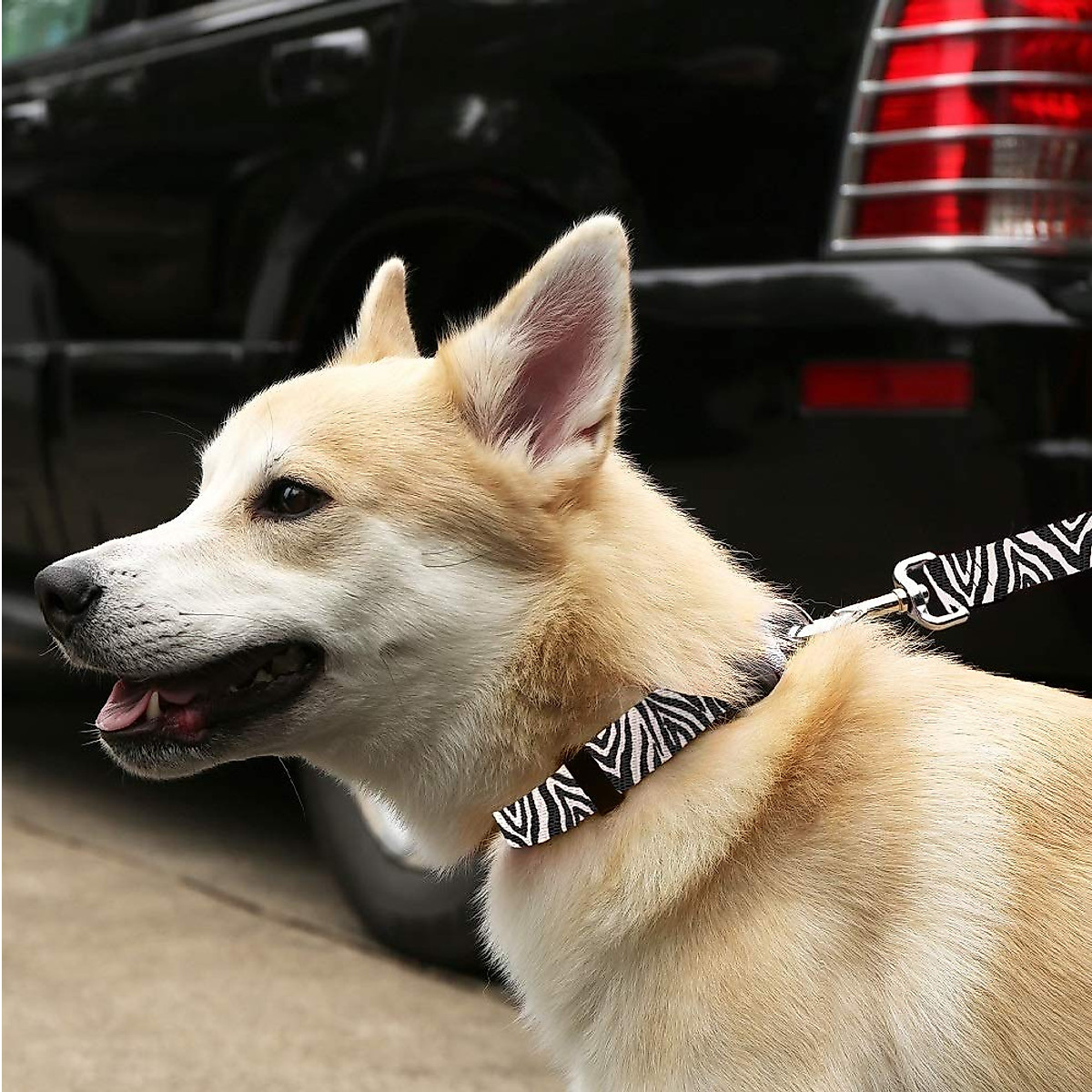 Moose Pet Wear Dog Collar - Patterned Adjustable Pet Collars, Made in the USA - 3/4 Inch Wide, Medium, Zebra Pink