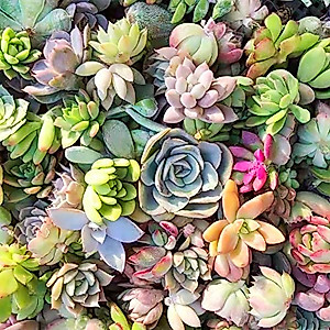 10 Assorted Live Succulent Cuttings, Rare Varieties Plant Clipping, Great for Terrariums, Mini Gardens, DIY Projects, Starter Plants, Wedding Decor Gift, No 2 Succulents Alike, Easy to Grow