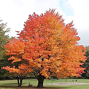 YEGAOL Garden Sugar Maple Seeds 100Pcs Tree Seeds Acer Saccharum Hard Maple Rock Maple Ornamental Non-GMO Garden Backyard Plant