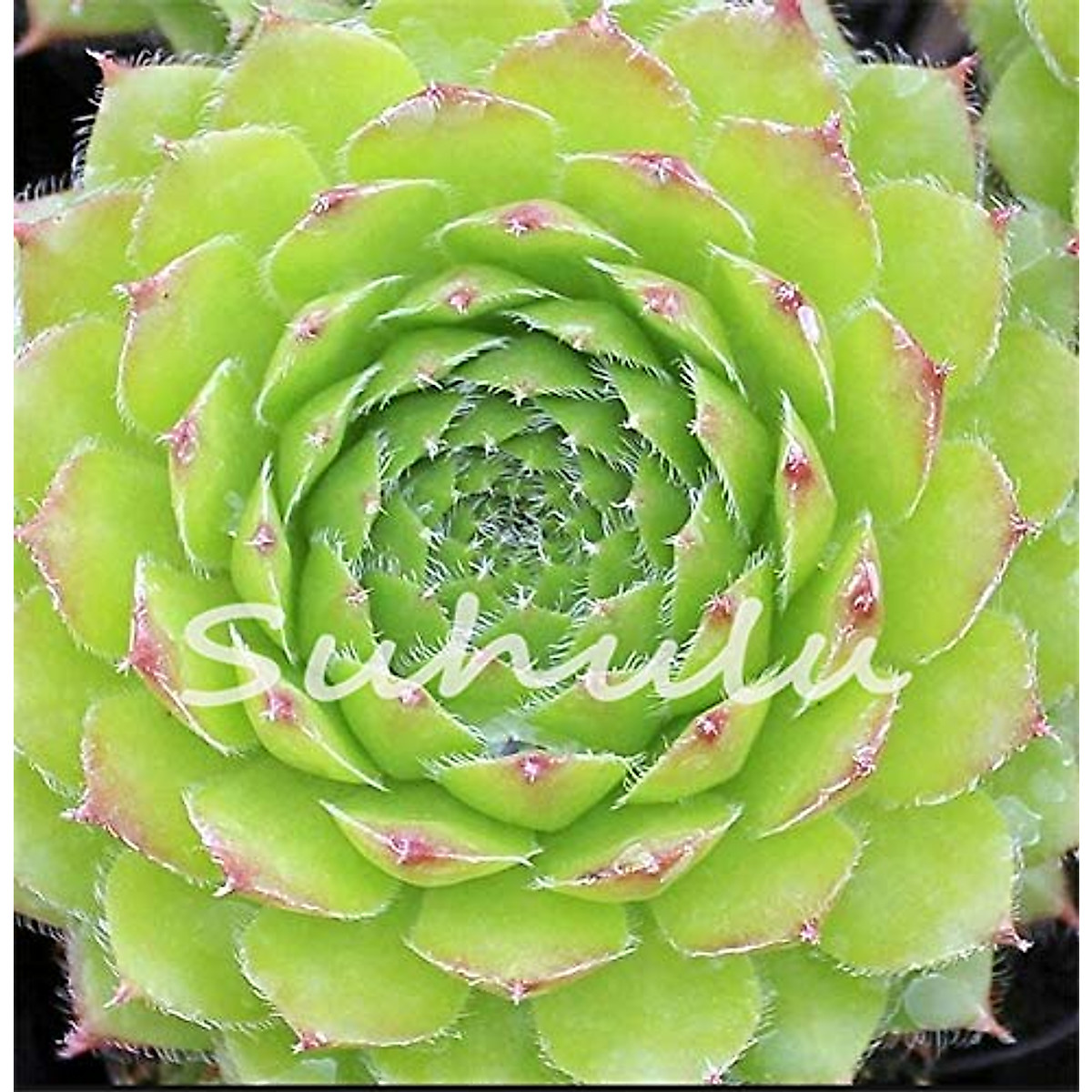 200 Pcs Sale!Hens and Chicks Succulent Mix Seeds (Sempervivum Hybridum) Bonsai Plant Flower Seeds for Home Garden