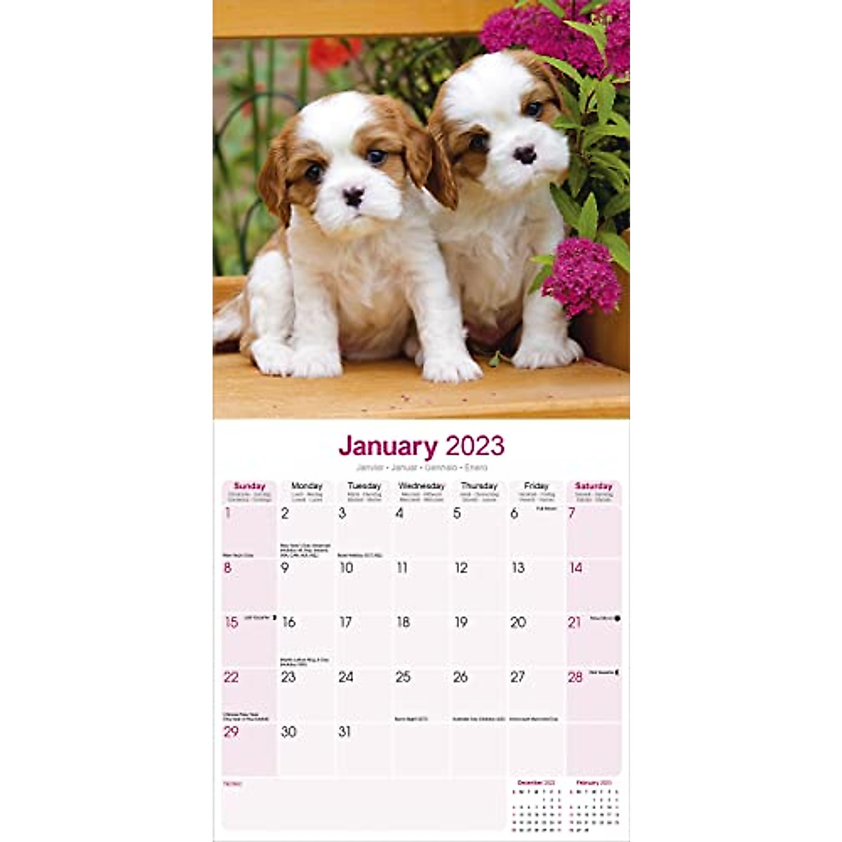 Cavalier King Charles Spaniel Calendar - Dog Breed Calendars - 2022 - 2023 wall calendars - 16 Month by Avonside