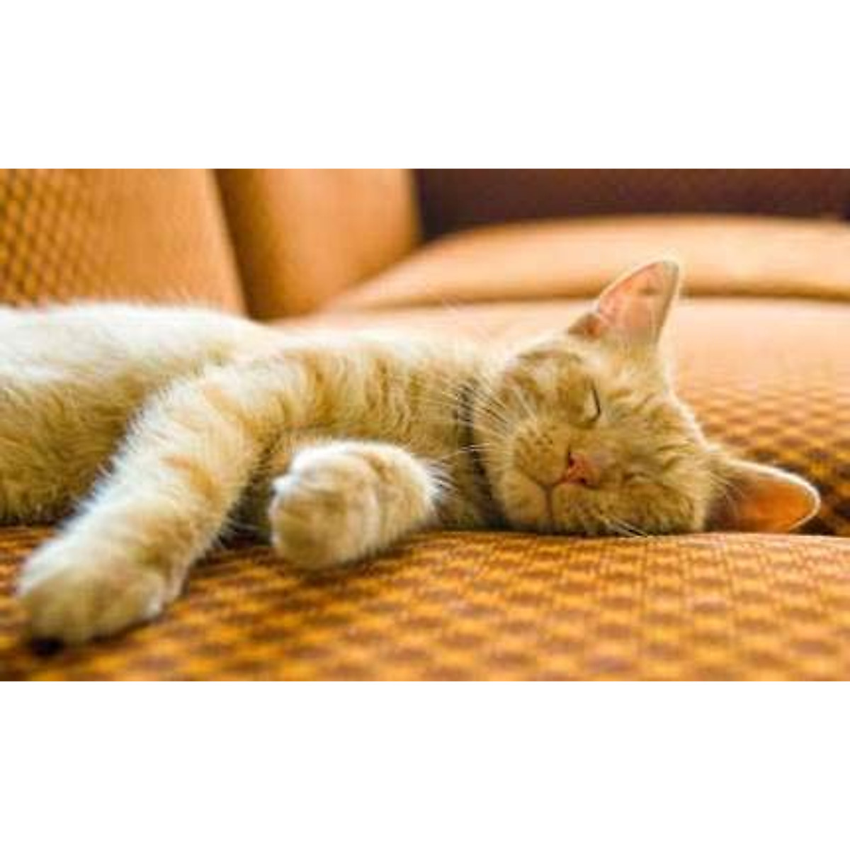 I LOVE MY PETS LLC Relax cat Treats - CAT Relaxant - Anxiety Relief & Calmer - Premium Quality Treats - cat Travel Calming Products - 90 Treats (1 Bottle)