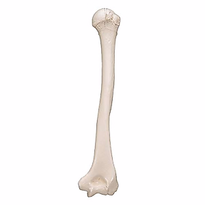 3B Scientific A45/1 Humerus - 3B Smart Anatomy