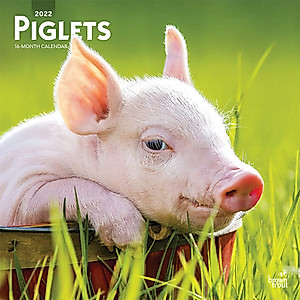 Piglets 2022 12 x 12 Inch Monthly Square Wall Calendar, Domestic Pet Baby Farm Animals
