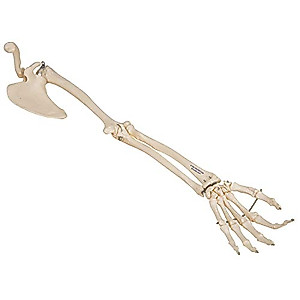 3B Scientific A46 Arm Skeleton w/Scapula and Clavicle - 3B Smart Anatomy