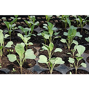 MAXIROOT Organic Seedling Solution-Fertilizer, CDFA OMI, 32 oz