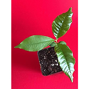 Green Caimito Star Apple Chrysophyllum cainito Seedling Plant Potted Fruit Tree