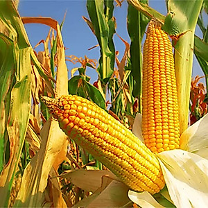 150+6Mix Corn Seeds for Planting Vegetables and Fruits,Glass Gem Corn Seeds ,Heirloom Seeds Non GMO Organic Garden Seeds