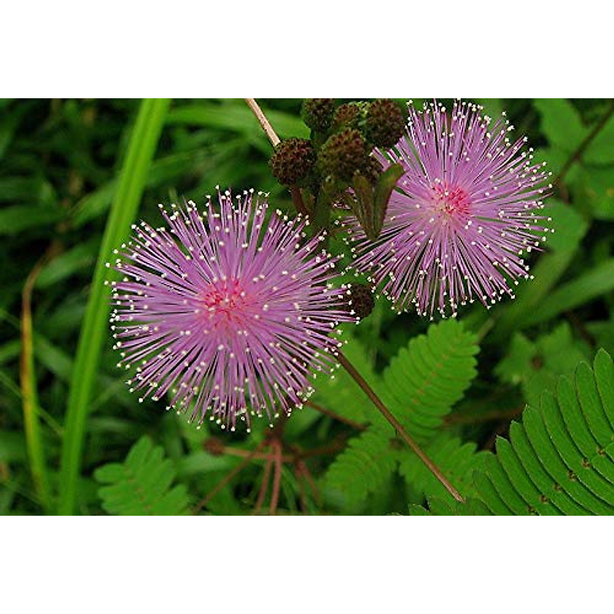 NIKA SEEDS - Flowers Sensitive Plant Pink (Mimosa) - 25 Seeds