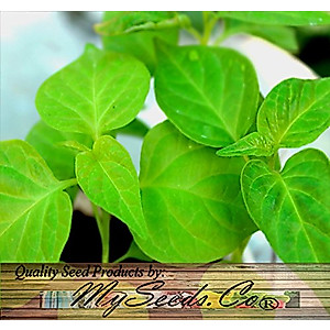 BIG PACK - (500+ Seeds) Hot Pepper Combo I - Bhut Jolokia Ghost Pepper, Habanero Orange, Habanero Red, Jamaican Yellow, Jamaican Red Pepper Seeds- Non-GMO Seeds by MySeeds.Co (BIG PACK - Hot Pepper I)