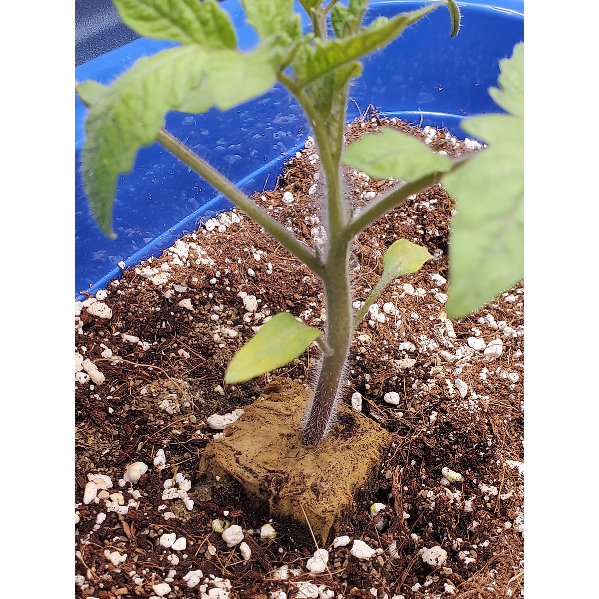 10QT Organic Perlite Horticultural Soil Amendment for Plants and Enhanced Drainage Enhanced