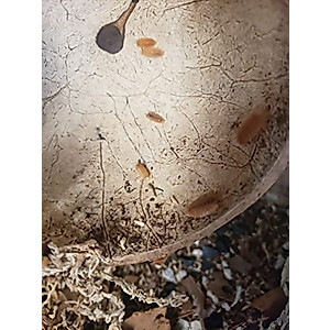 ($38.99) 10 Powder Orange, 20 Powder Blue Isopod Combo Pack