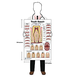 Tooth Repair Poster, Chart (PVC, Large 24x36)