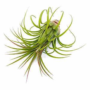 Tillandsia Air Plants Live Indoor Plants (50 Pack), Air Plants Bulk Party Favors or Wedding Favors Live Plants, Air Plant Lover Gifts, DIY Terrarium Kit, Air Succulents Plants Live by Plants for Pets