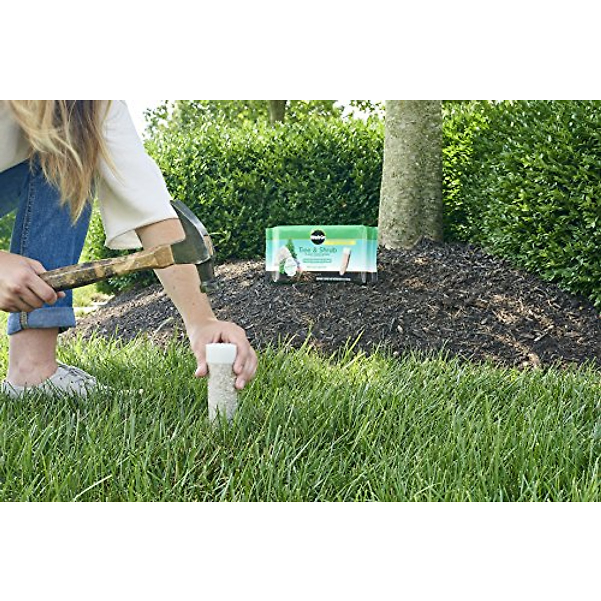 Miracle-Gro Tree & Shrub Plant Food Spikes, 12 Spikes/Pack, 12 count (Pack of 1)