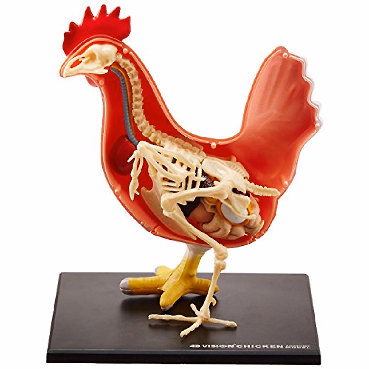 4D Master Vision Chicken Skeleton & Anatomy Model Kit, One Color