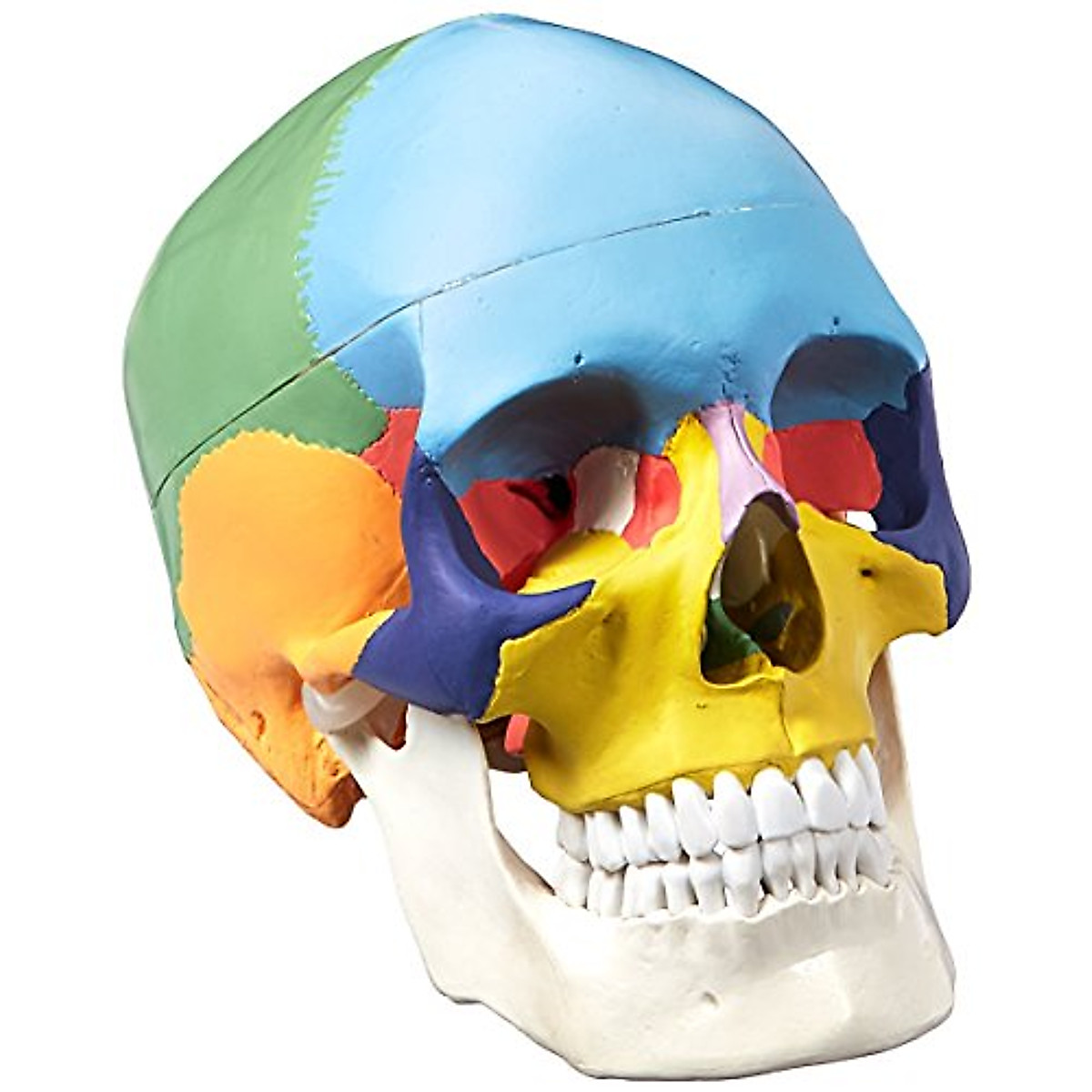 Didactic Colored Human Skull Anatomical Model, Medical Quality, Life Sized (9" Height) - 3 Parts