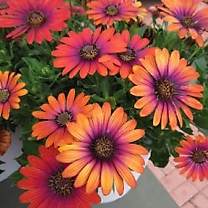 CHUXAY GARDEN Pink Orange Osteospermum-'Serenity Bronze'African Daisies 25 Seeds Annual Flowering Plant Bloom Summer and Fall Beautiful Flower Grows in Garden and pots