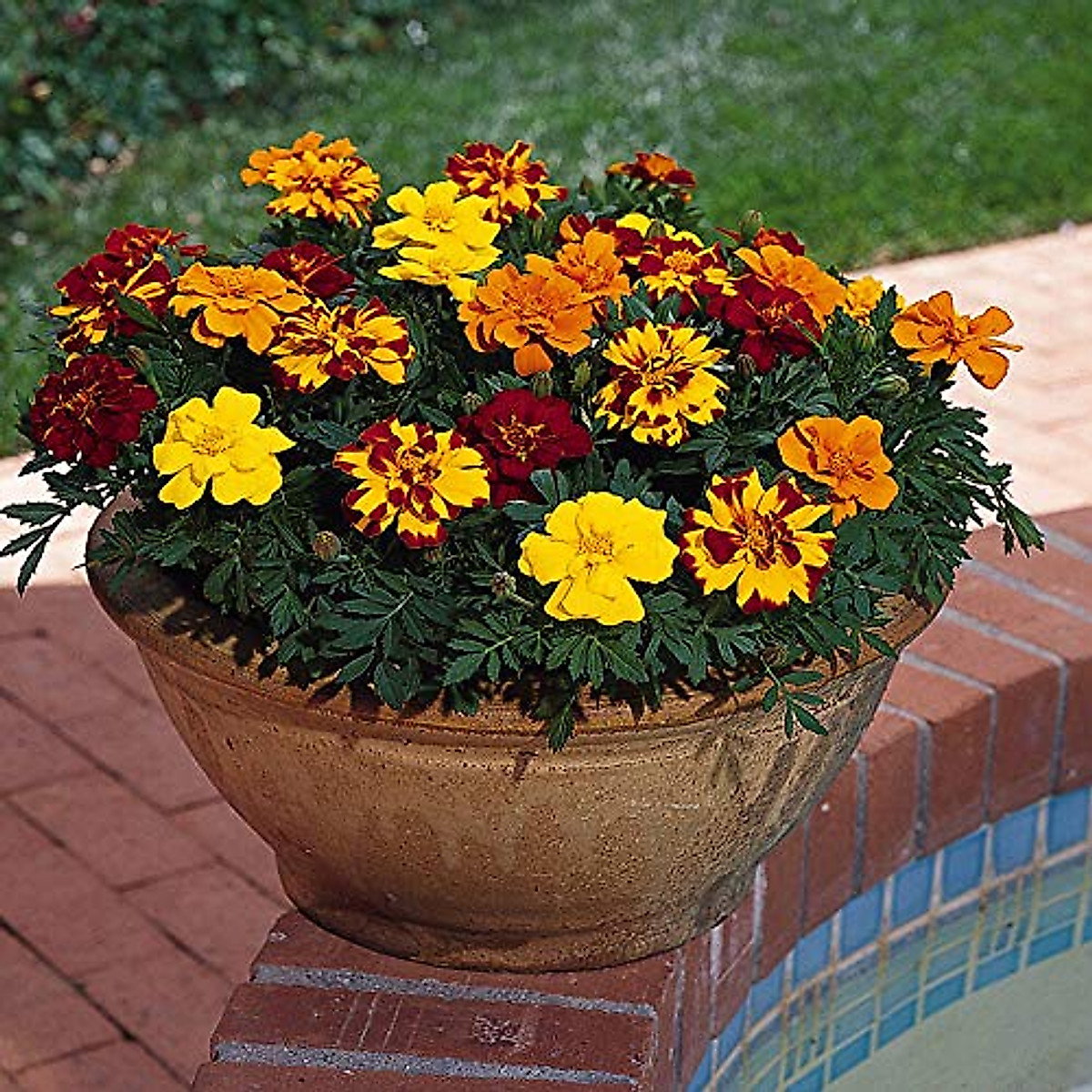 Outsidepride Tagetes Patula Outback French Marigold Garden Pollinator Flowers & Butterfly Attractant - 250 Seeds
