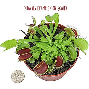 Altman Plants, Live Venus Fly Trap Live Plant, Live Venus Flytrap Live Plants Indoor in Venus Fly Trap Soil, Indoor Plants Live Houseplants in Venus Fly Trap Pot, Venus Fly Trap Plant House Plants