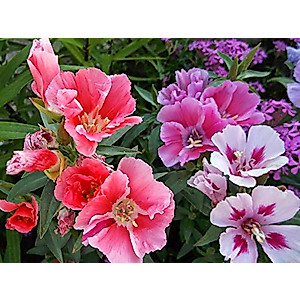 Seeds Satin Flower (Godetia) Mix Large Flower Indoor Garden Beautiful Flowers Annual for Planting Non GMO