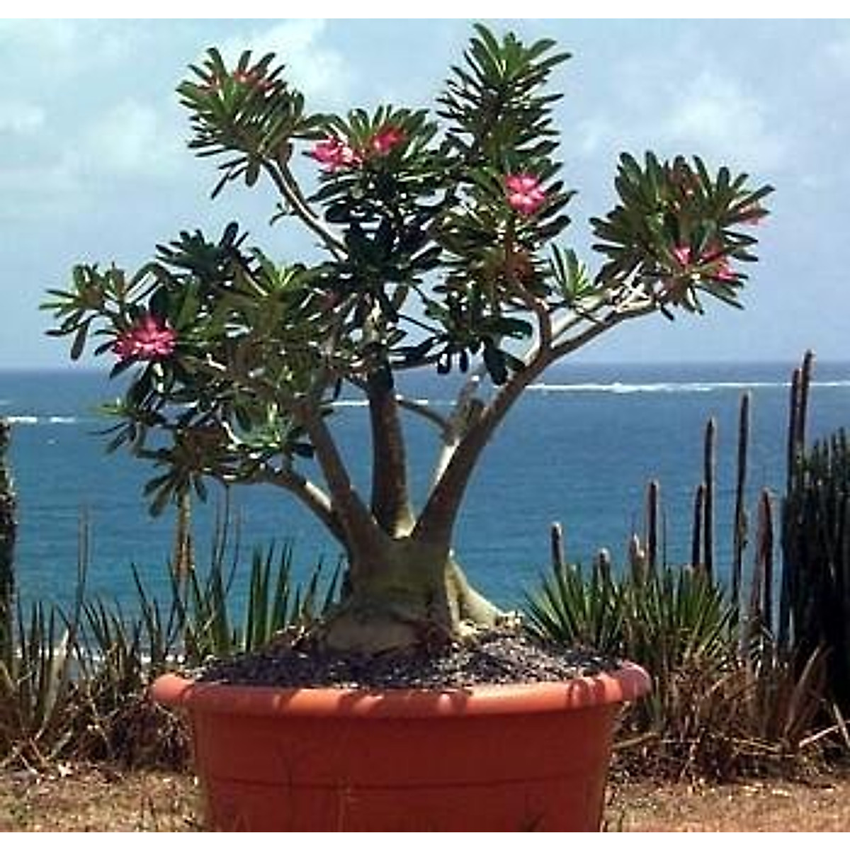 Desert Rose Plant - Adenium obesum - Natural Bonsai or House Plant - 4" Pot