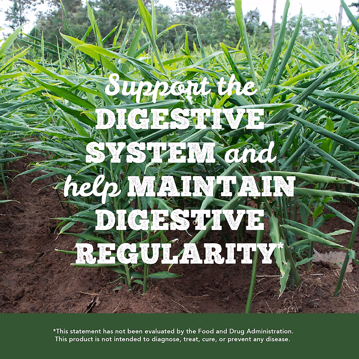 St. Francis Herb Farm - Digestive Bitters 100ml - Herbal Supplements - Organic, Non GMO, Vegan, Gluten Free, Dairy Free