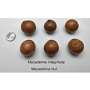 5 Macadamia Nut Tree Seeds - Macadamia integrifolia - Ships from Iowa, USA