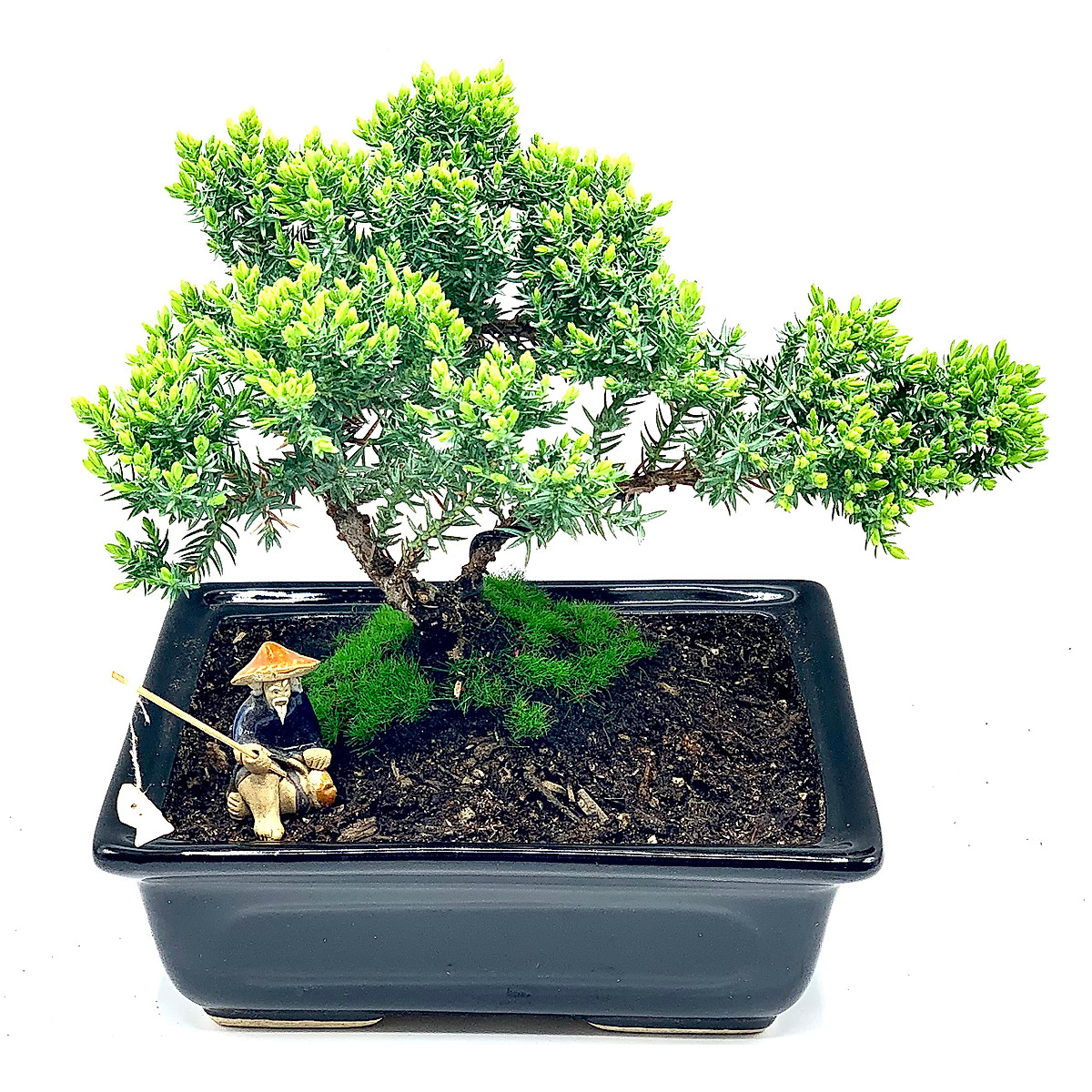 Live Dwarf Juniper Bonsai Tree About 6 Years Old with Cute Ceramic Fisherman | Juniper or Jade Bonsai Tree | Indoor/Outdoor | 100% Handcrafted| Home and Office Décor | Best Gift for Holiday