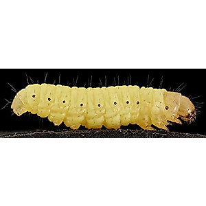BITE ME WAXWORMS Wholesale 250 Live Waxworms/Bee Moths Wholesale Best Bait for Fishing, Reptile Food, Zoos and Rehabs