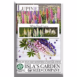 White Russell Lupine Seeds for Planting, 100+ Flower Seeds Per Packet, (Isla's Garden Seeds), Non GMO & Heirloom Seeds, Botanical Name: Lupinus polyphyllus, Great Home Flower Garden Gift