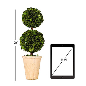 Boxwood VALLEY Real Preserved Boxwood Evergreen Potted Tree Globe Tree Topiary in Terracotta Planter, Home Decor Farmhouse (Double Balls Topiary, 20 inches)