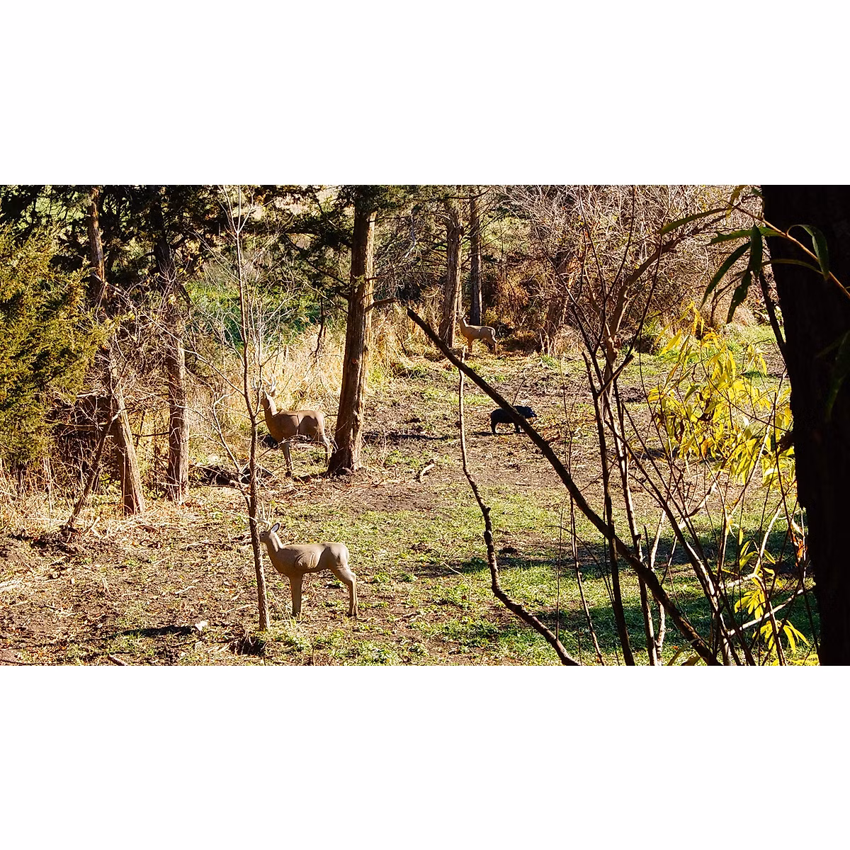 Field Logic Replacement Insert for Shooter Buck 3D Archery Targets