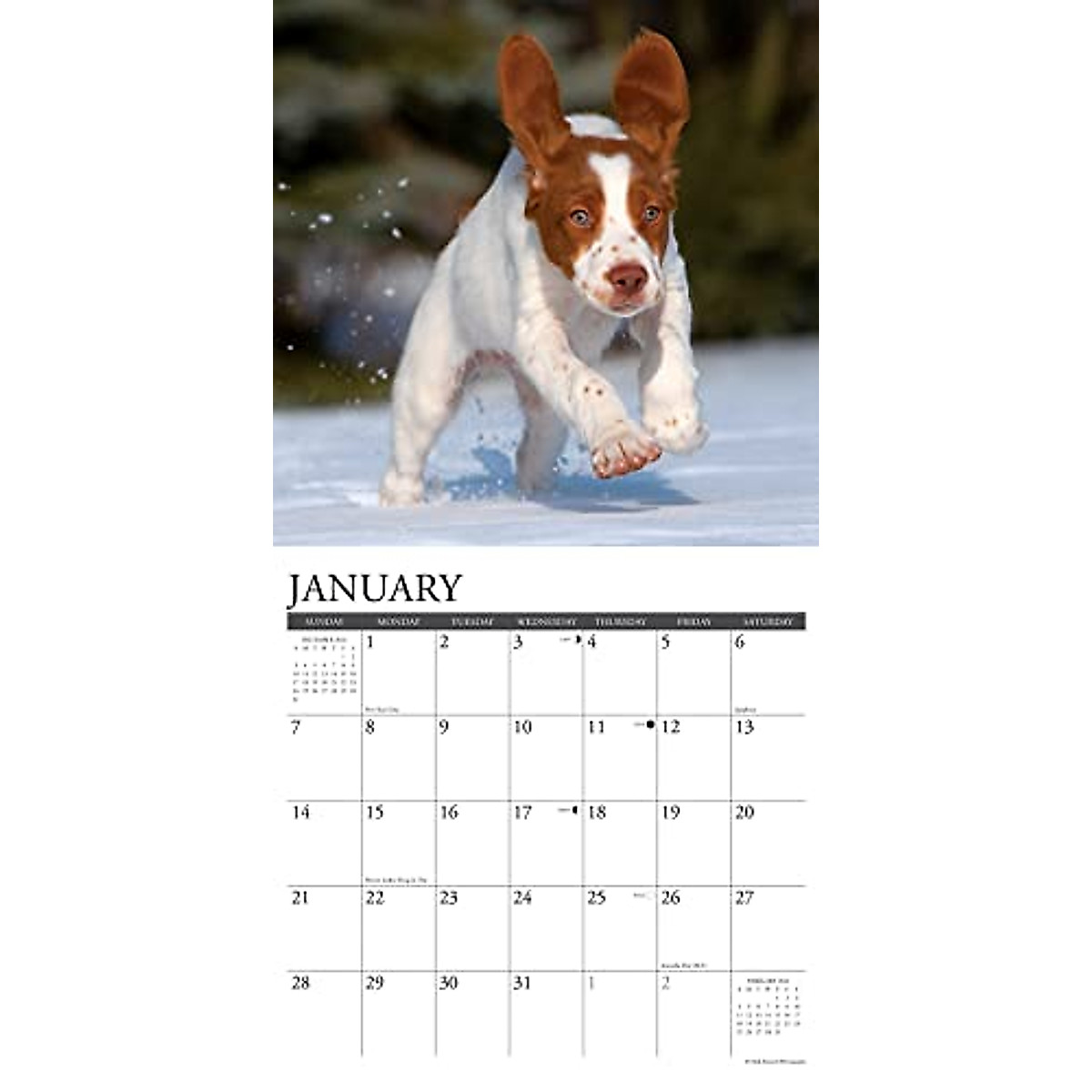 Willow Creek Press Brittanys Monthly 2024 Wall Calendar (12" x 12")