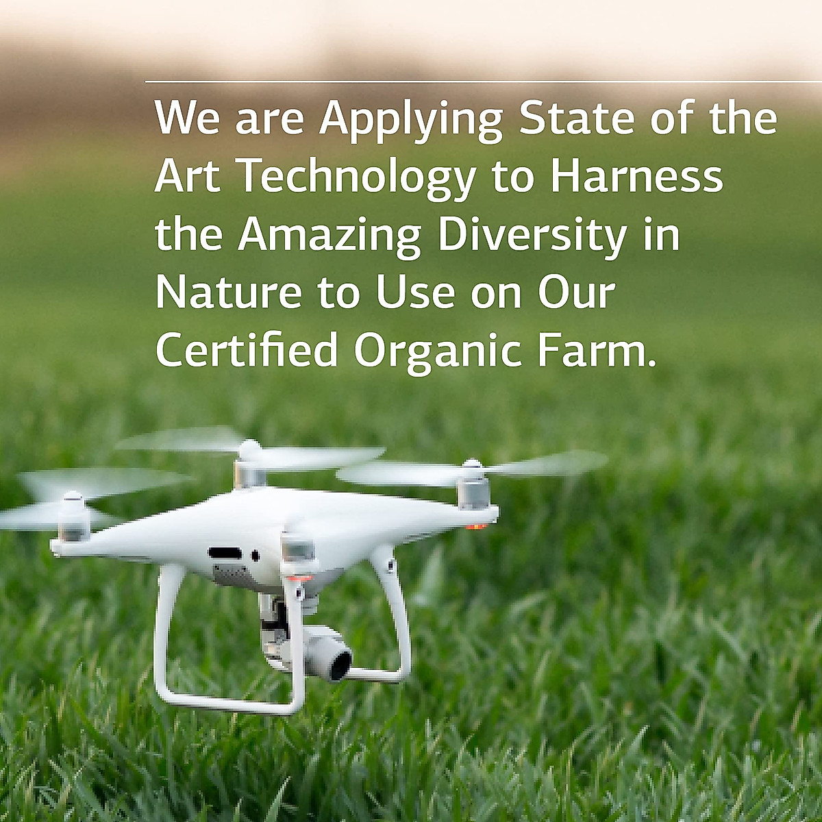 Standard Process Inc. Iodomere - Whole Food Metabolism and Thyroid Support with Echinacea Purpurea, Green Lipped Mussel, Organic Carrot, Organic Sweet Potato, and Iodine - 90 Tablets