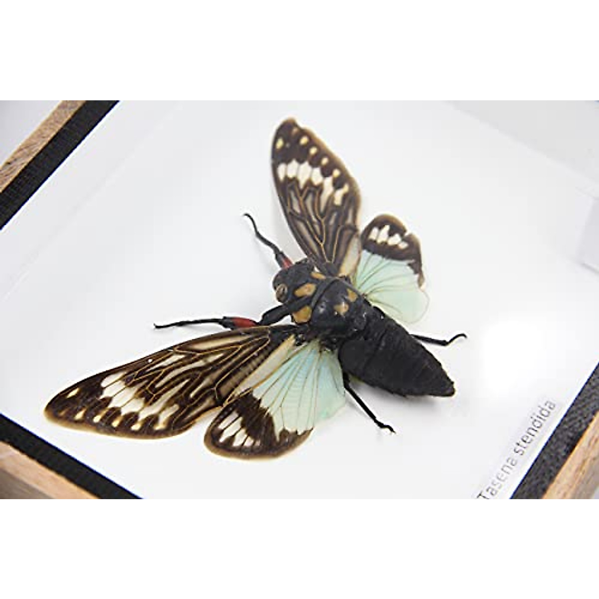 Real Exotic Cicada Opens Wings - Taxidermy Collection Framed in a Wooden Box As Pictured (Blue Wings, Wooden Box)