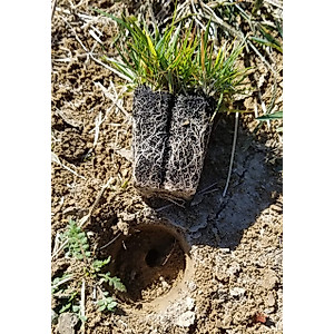 Zoysia Plugs - 50 Large Grass Plugs - Drought Tolerant, Low Maintenance EZPLug