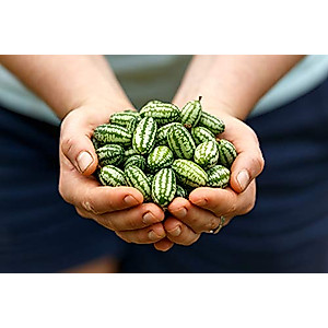 Mouse Melon Seeds | 20 Seeds | Grow This Exotic and Rare Garden Fruit | Cucamelon Seeds, Tiny Fruit to Grow