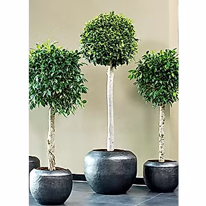Ficus Benjamina Bonsai Weeping Fig Tree Benjamin Fig Ficus Tree Java Fig Chinese Banyan 20+ Seeds for Planting