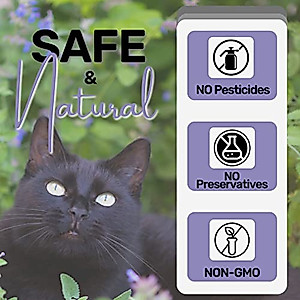 XanderPets Catnip Balls That Stick On Wall - Cat Nips Organic - Magic Cat Balls - Interactive Toys for Indoor Cats - Essential Cat Accessories - USA 3 Pack (Tabby Grey)