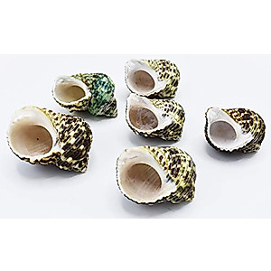 FSG - Select 6 Hermit Crab Shells Large Turbo Changing Seashells Large 2"-3" Size (Opening Size 7/8"- 1 1/4") Natural
