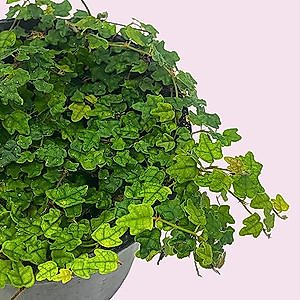 String of Frogs, 4 inch, Ficus pumila Quercifolia, Oakleaf Creeping fig