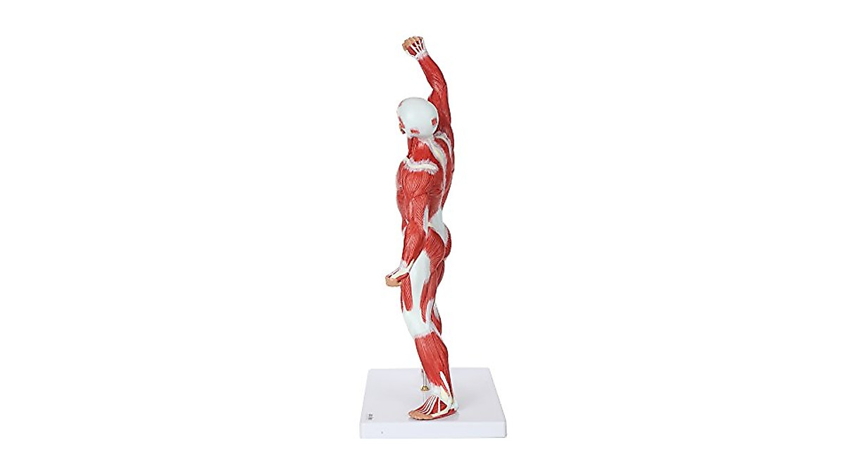 Miniature Muscular System Model - 20-Inch Human Anatomy Replica