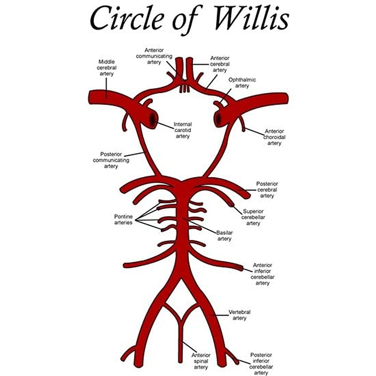 CafePress Circle Of Willis Mugs Ceramic Coffee Mug, Tea Cup 11 oz