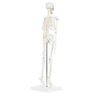 Anatomy Lab Human Skeleton Model, 19" Desktop Skeleton Has Movable Arms and Legs, Details Basic Human Skeletal System with Display Stand