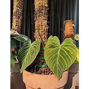 Orchid Sphagnum Moss, 2qt Succulent Dried Moss, Garden Bonsai Pot Mix, Moisture-Holding Plant Growing Medium for Flowers Plant Pot and Reptiles